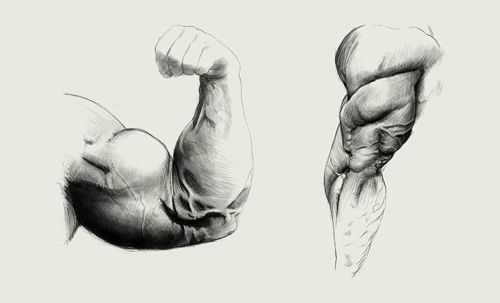 Biceps / Triceps / Deltoids by SirBeardybeard on DeviantArt