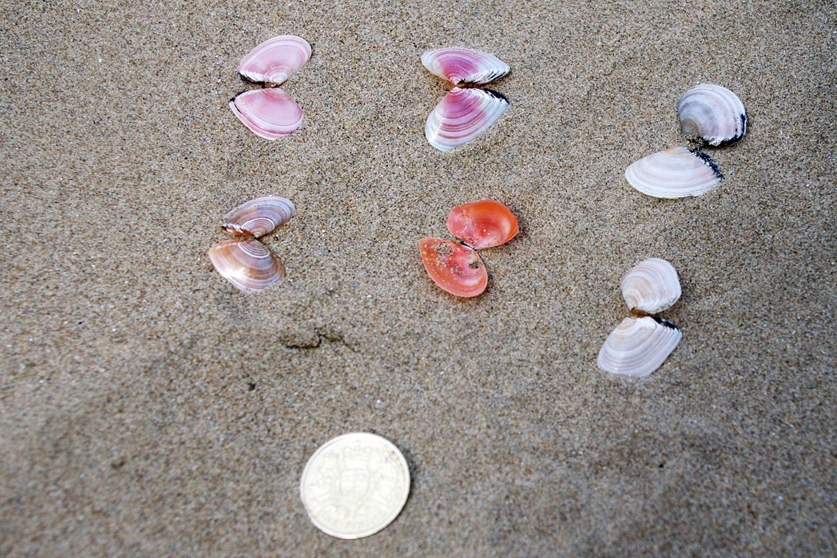 TELLIN SHELLS by GeaAusten on DeviantArt