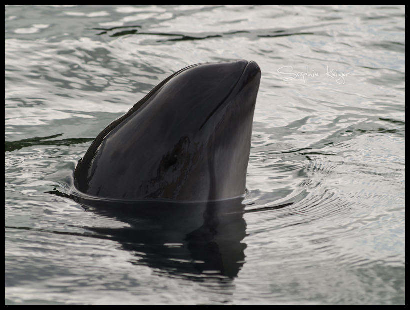 CetaceansFromTheSea | DeviantArt