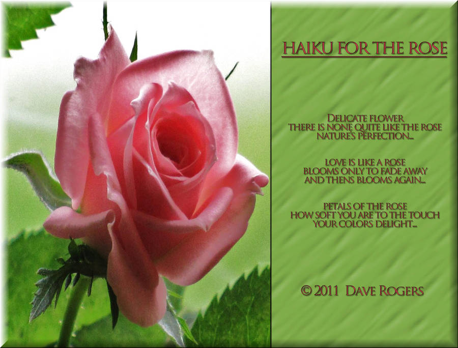 SOME HAIKU FOR THE ROSE by Heylormammy on DeviantArt