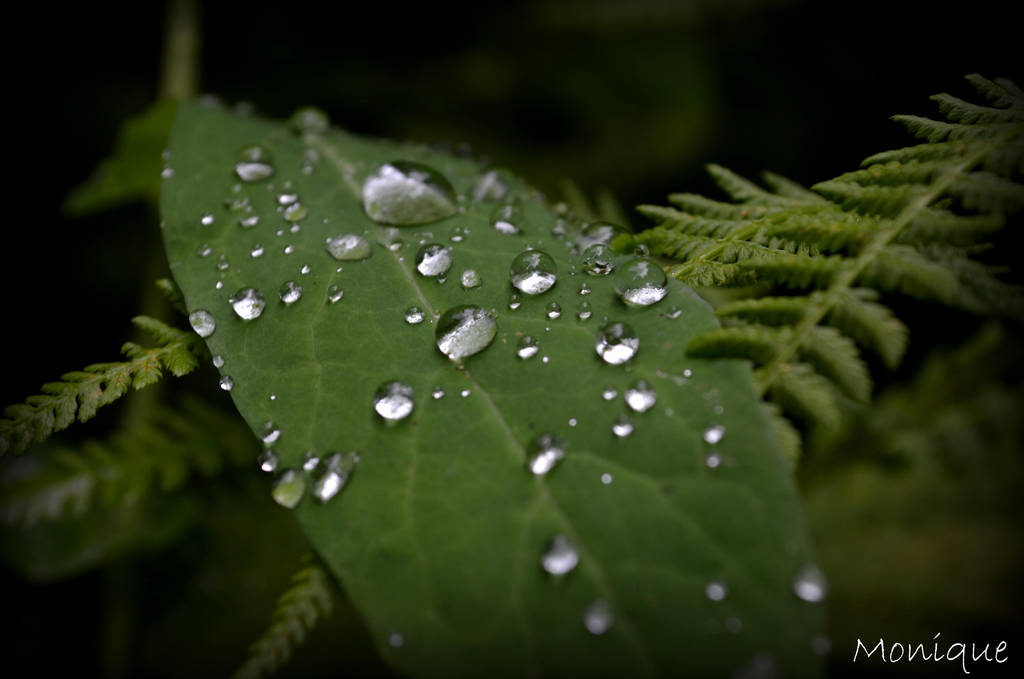 Teardrops of nature .. by Monique-Art on DeviantArt