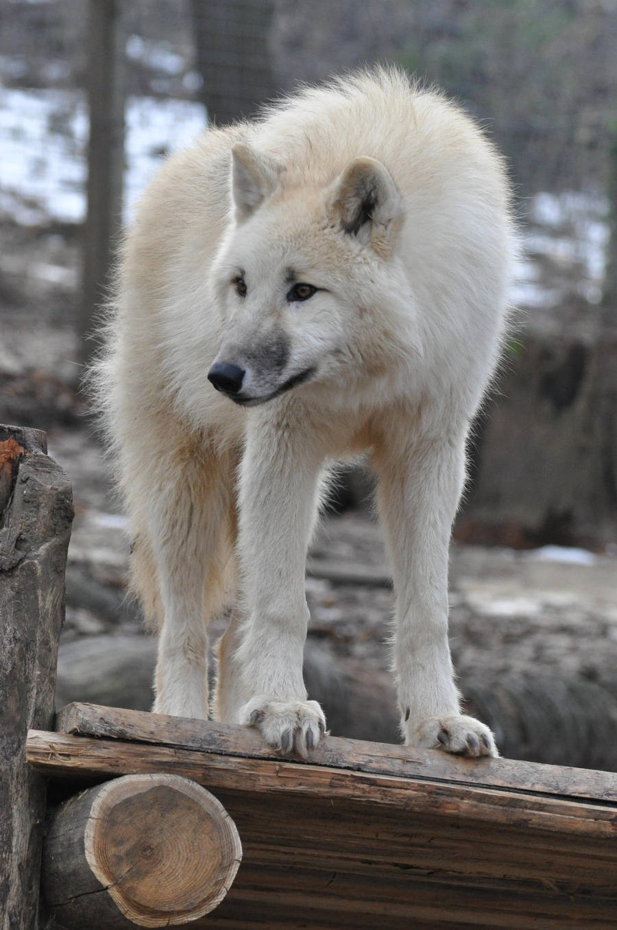 wolf stock 5 by Sikaris-Stock on DeviantArt