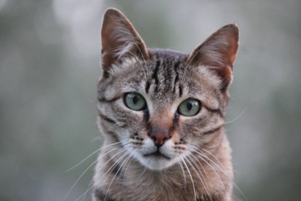 cat close up by Or-else-what on DeviantArt