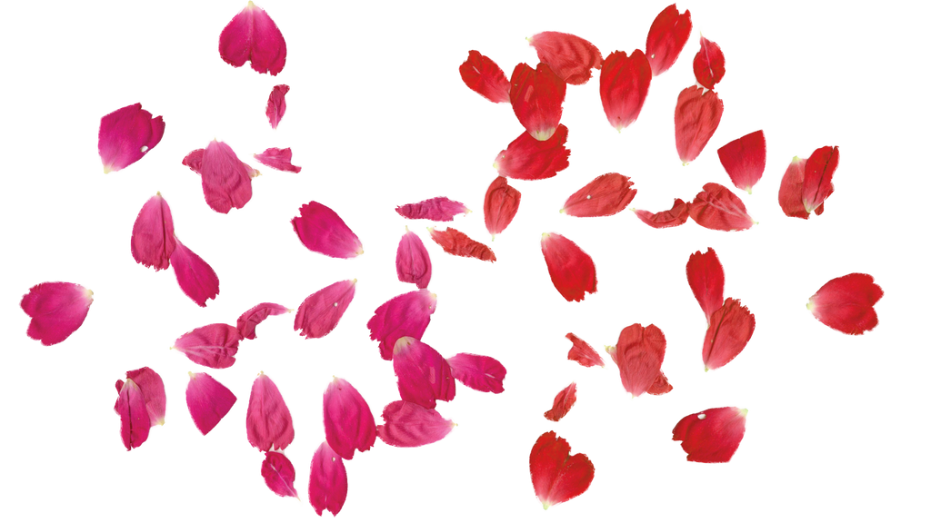 rose leaves PNG transparent free by TheArtist100 on DeviantArt