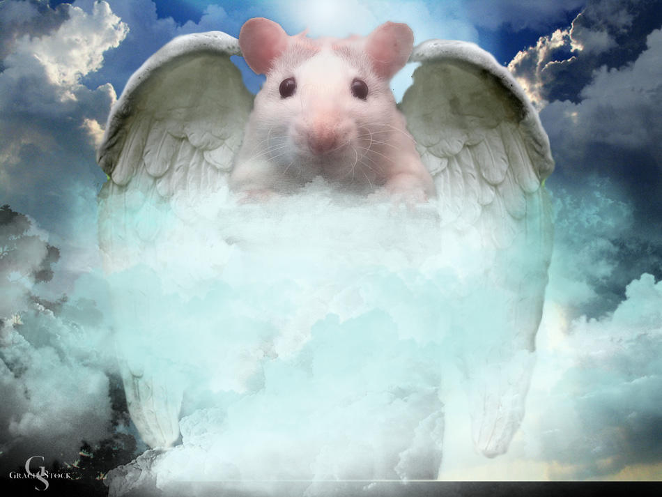Angel rat by frenchfox on DeviantArt