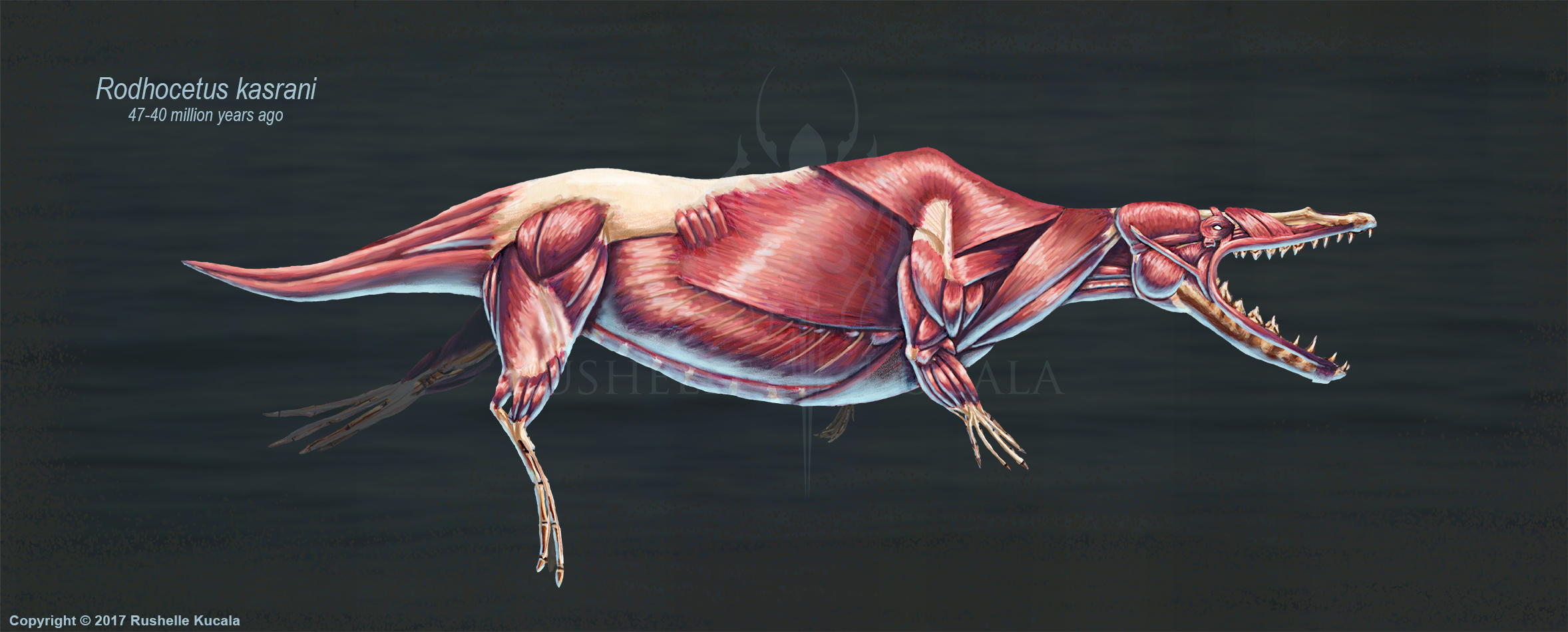 Rodhocetus Kasrani Muscle Study by TheDragonofDoom on DeviantArt