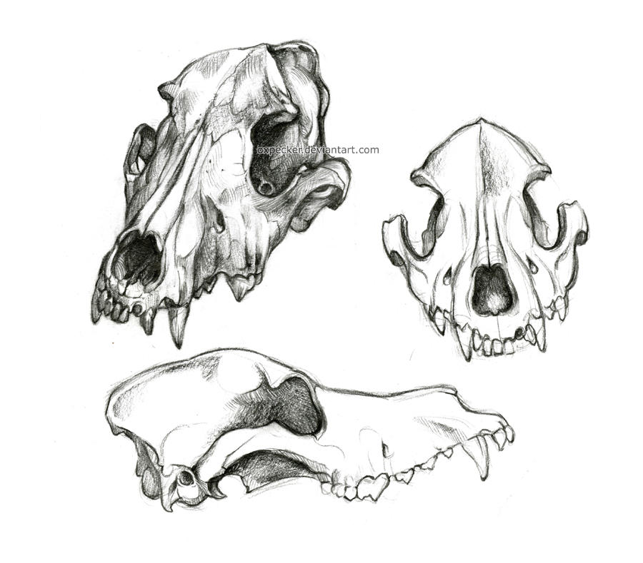 Canine Skull by oxpecker on DeviantArt
