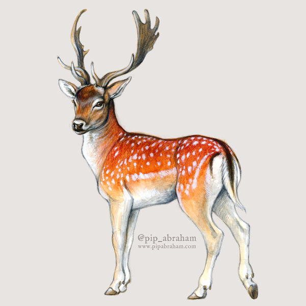 DrawDeercember Day 1: Fallow deer by oxpecker on DeviantArt