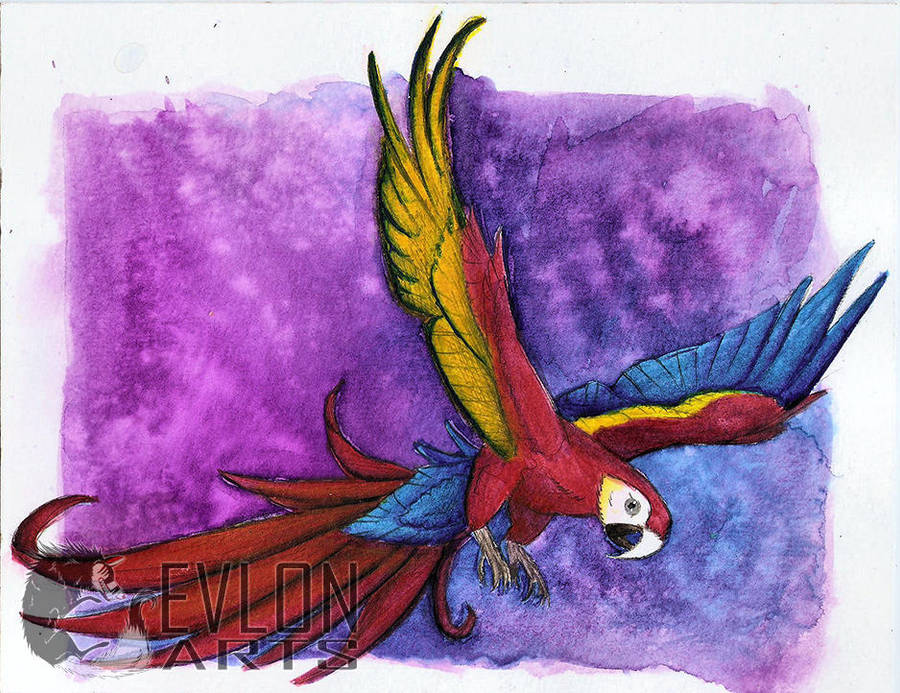 Scarlet Macaw .pet portrait. by EvlonArts on DeviantArt