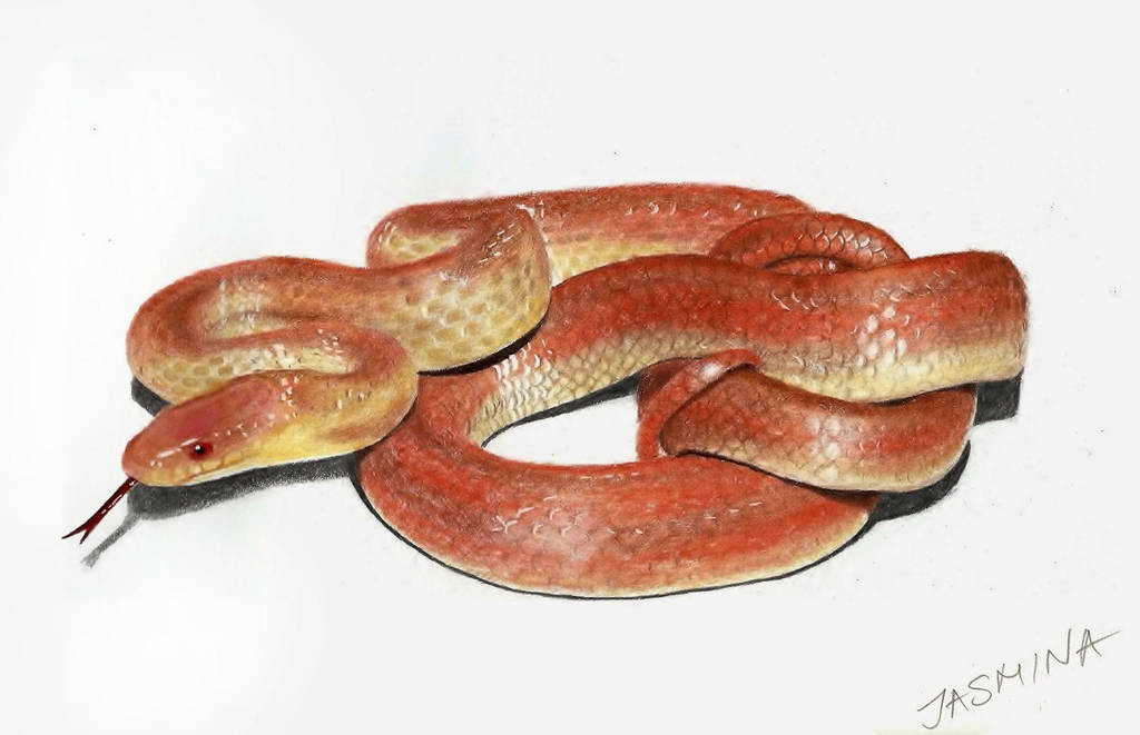 Snake - Colored Pencils Drawing by JasminaSusak on DeviantArt