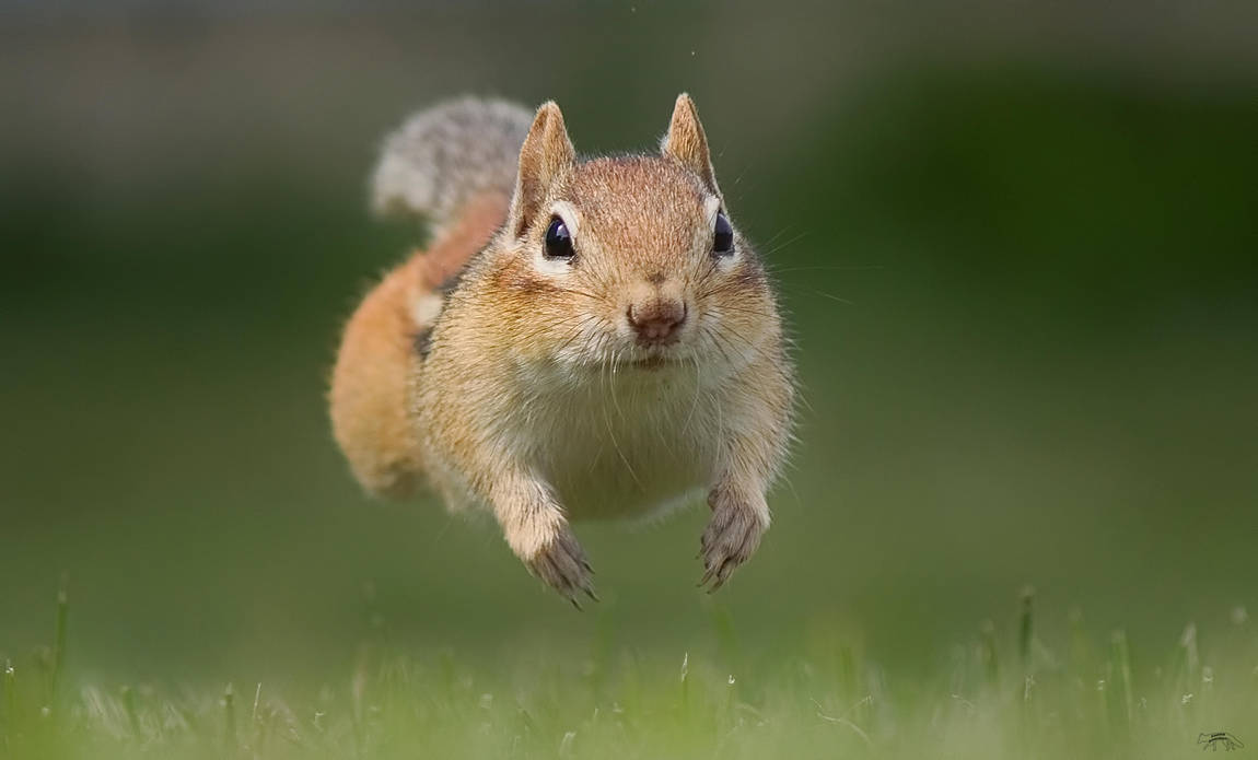 A Running Chipmunk 3 by Nini1965 on DeviantArt