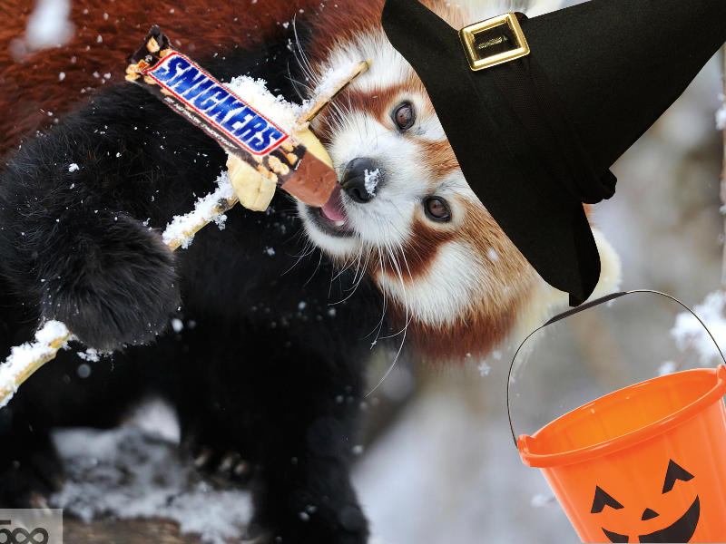 Red Panda Halloween by MrRedPandaArt on DeviantArt