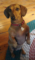 angry dachshund by avelesiK on DeviantArt