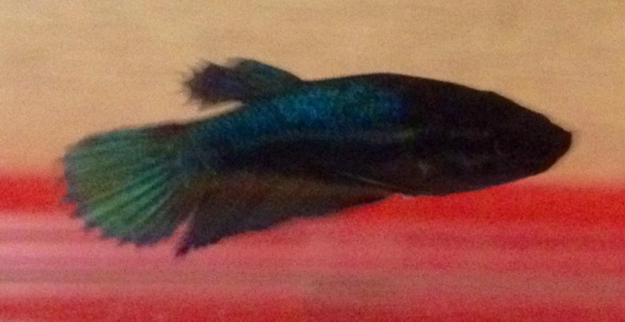 Baby Betta Fish Update II by kelpish on DeviantArt