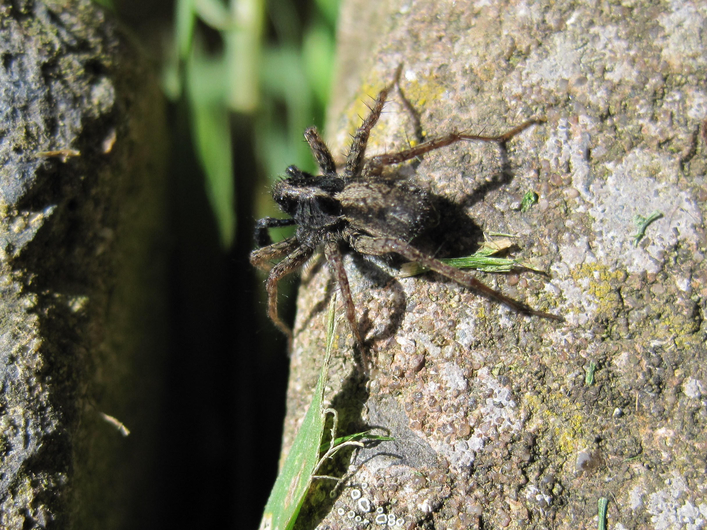 scuttling spider by dondons on DeviantArt