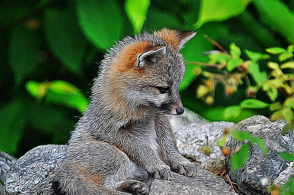 BABY GREY FOX, SPRING 2013 by VisualVeritas on DeviantArt