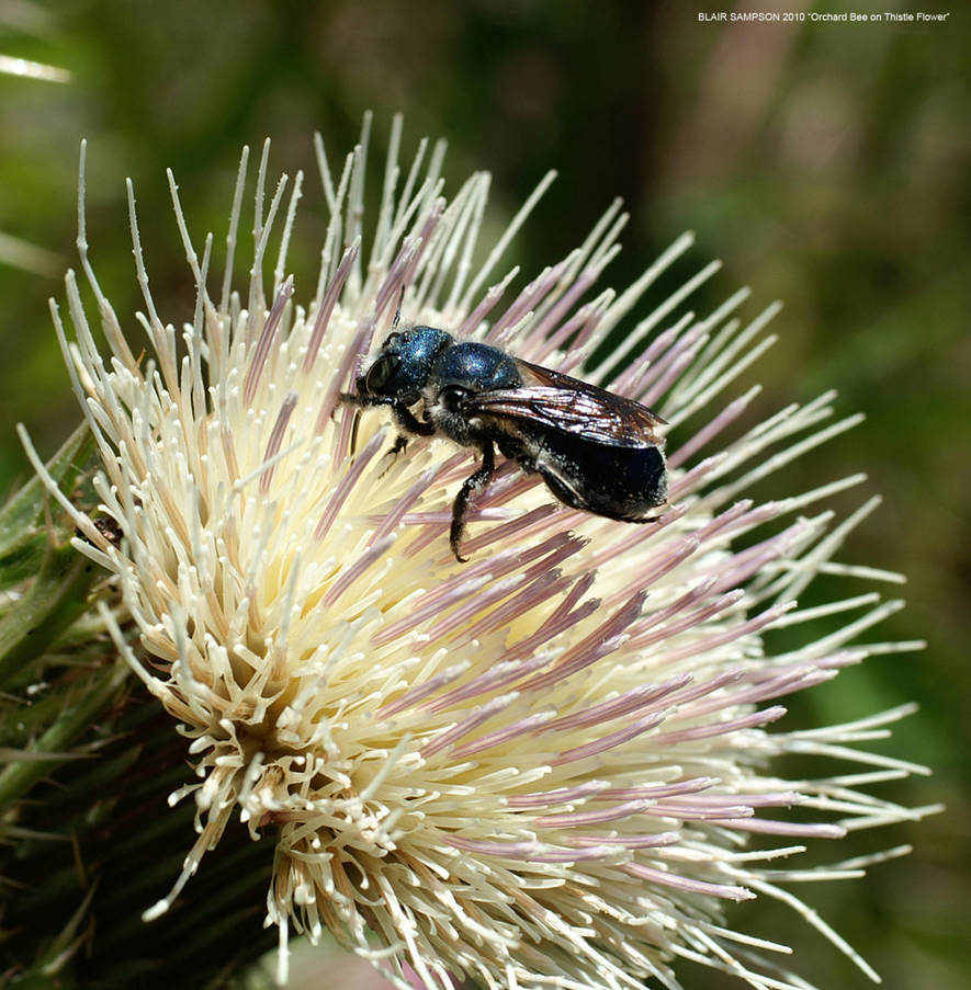 Animal Spotlight: Blue Orchard Bee by Anti-Wolf on DeviantArt