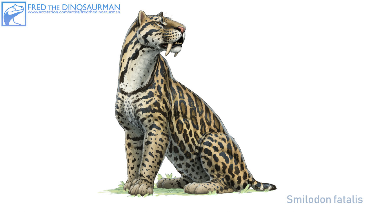 Smilodon fatalis #3 by FredtheDinosaurman on DeviantArt