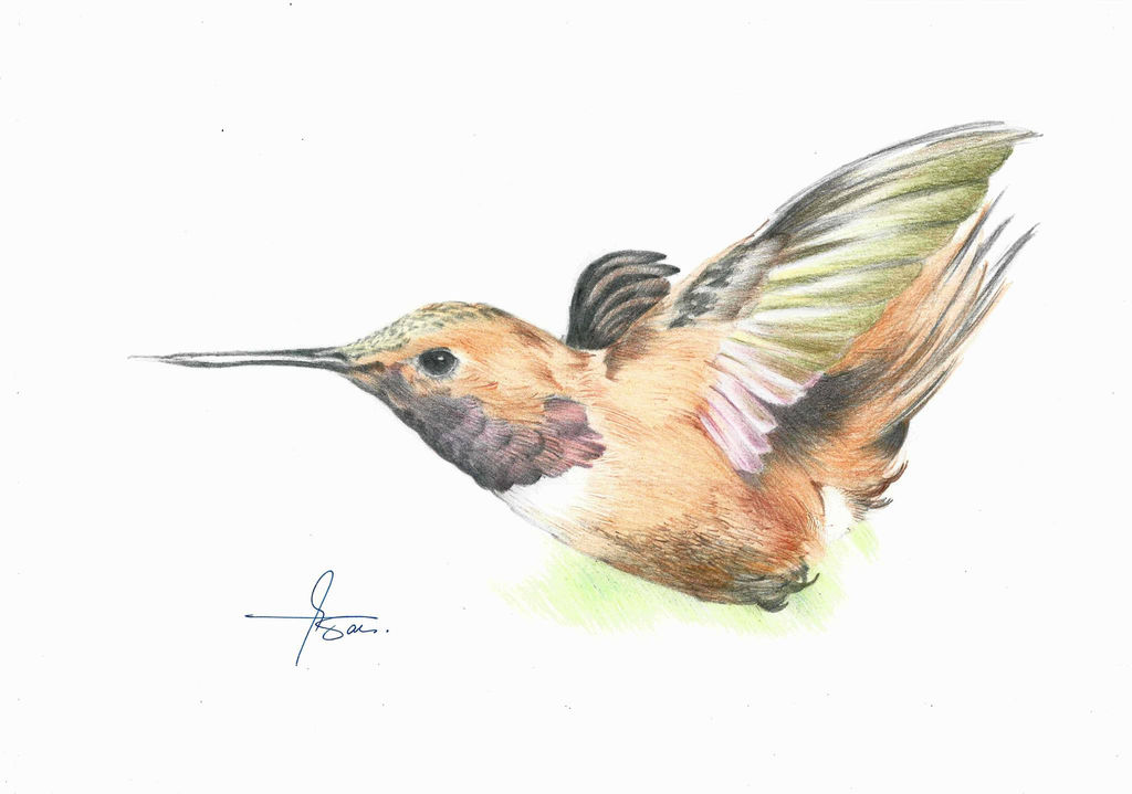 Ruby-throated Hummingbird by HeronYourtrace on DeviantArt