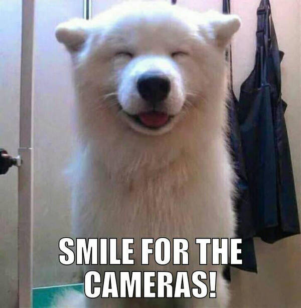 Smiling Puppy Meme by HudicMark219 on DeviantArt