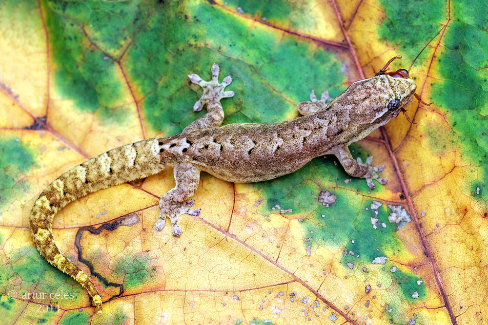 Squamata favourites by yoult on DeviantArt