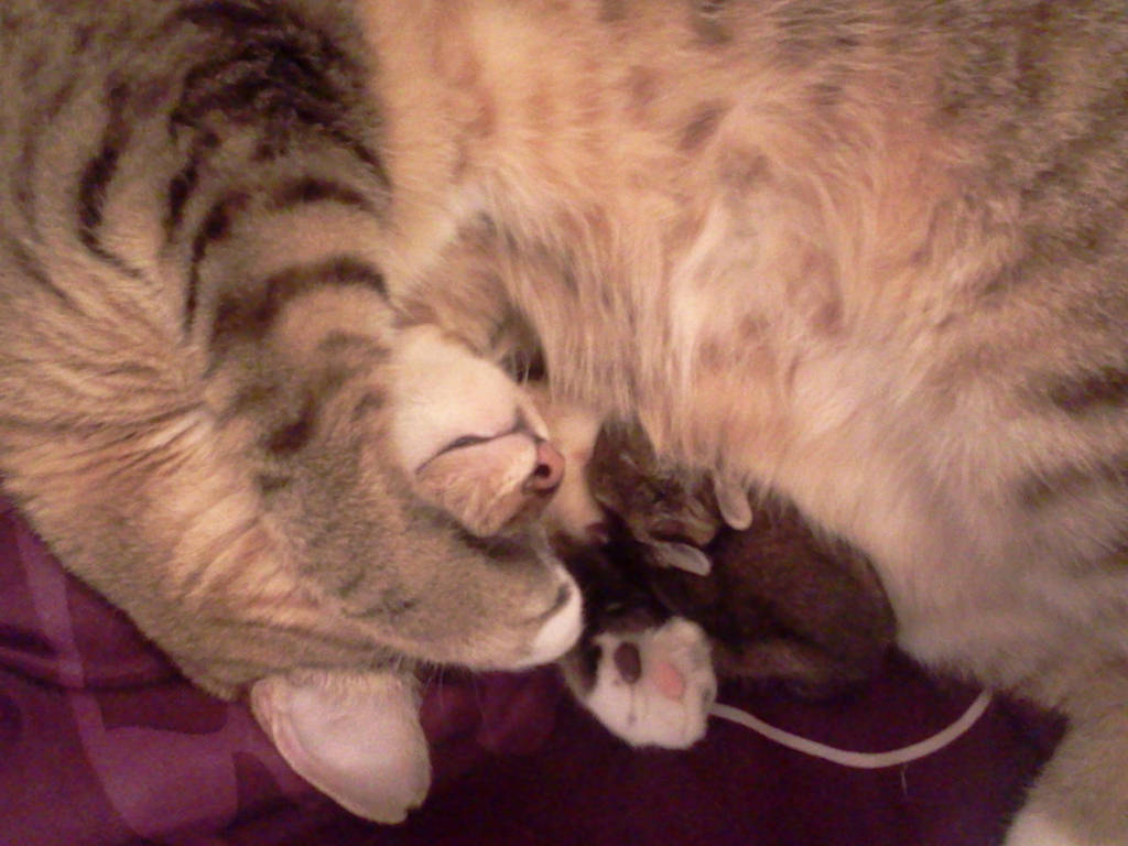 Cat cuddling baby bunny by babeykitty on DeviantArt