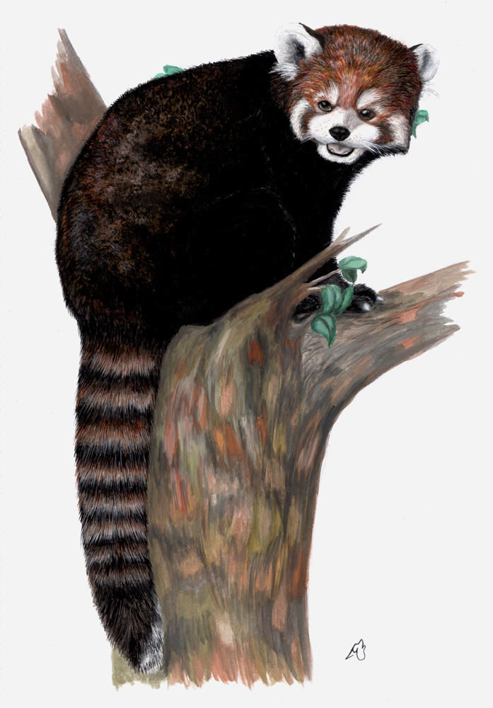 Ailurus fulgens - redpanda by meeko-okeem on DeviantArt
