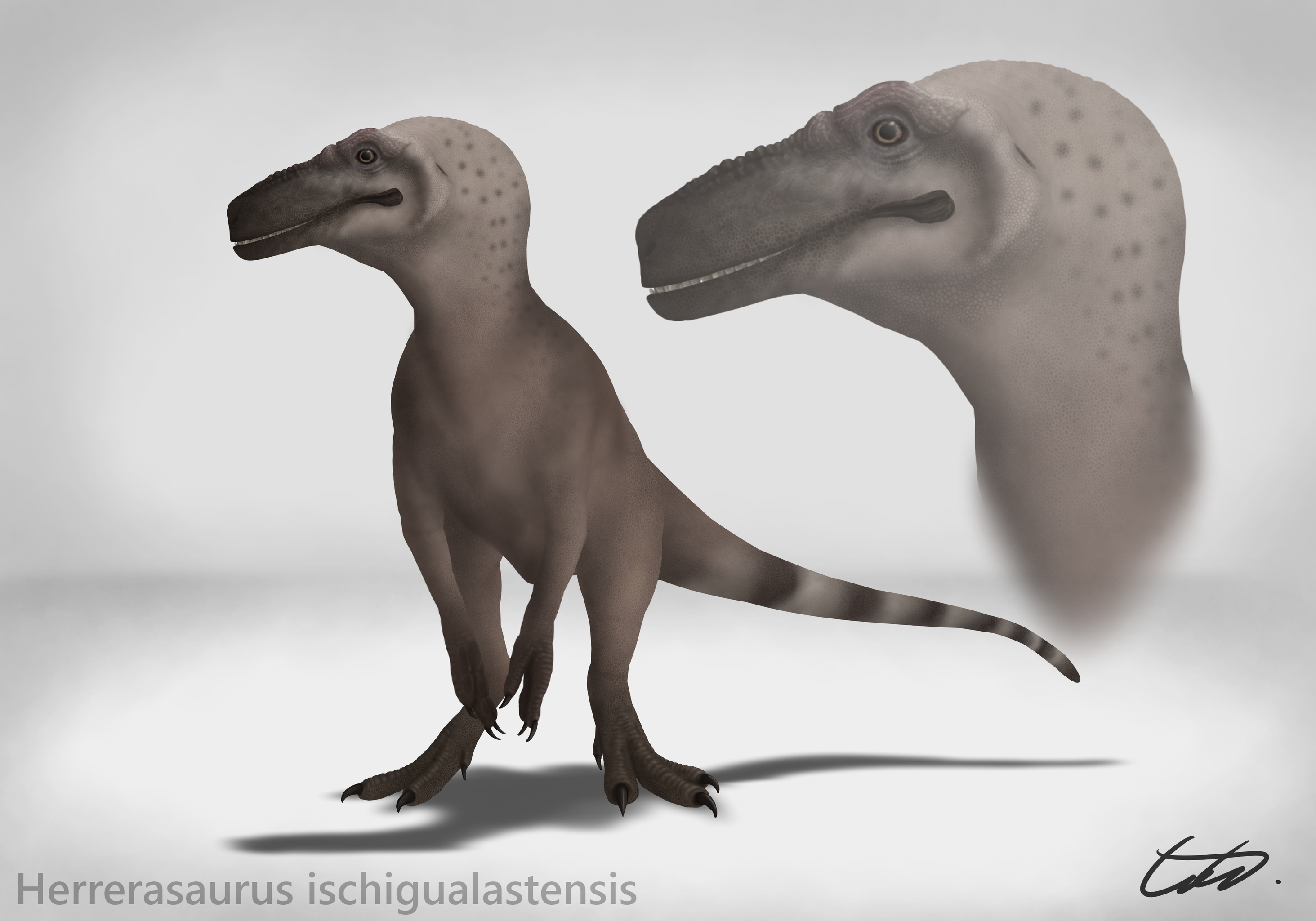 Herrerasaurus ischigualastensis by SebastianDrawsDinos on DeviantArt