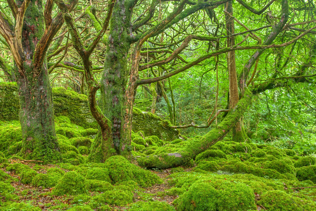 Emerald Forest - Killarney National Park by somadjinn on DeviantArt