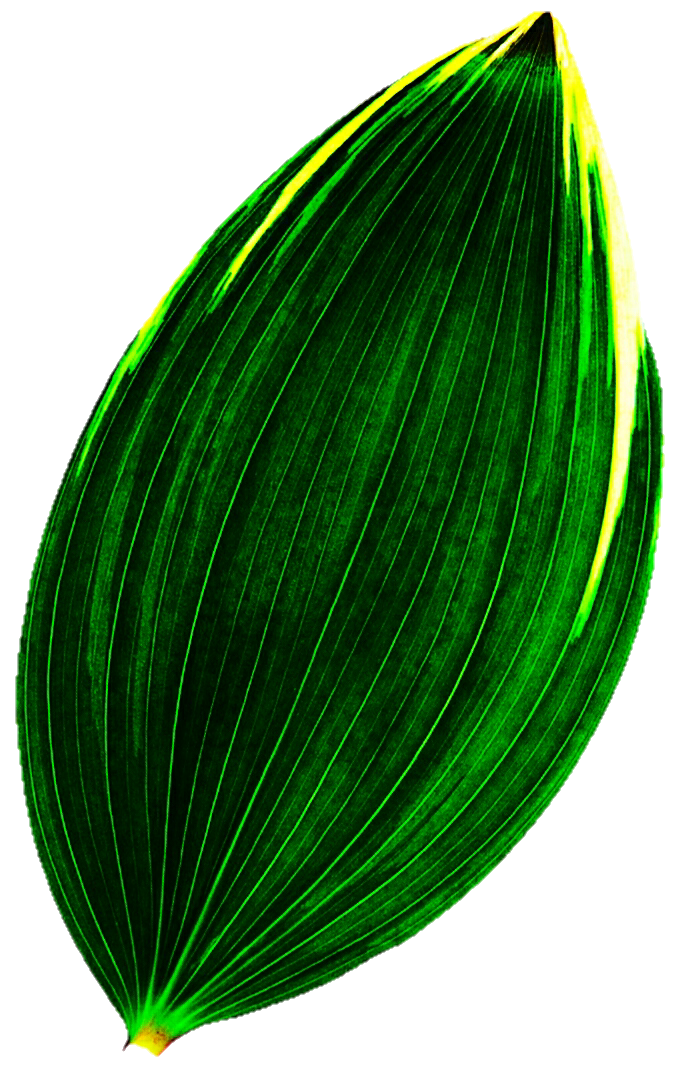 Hosta Leaf by jeanicebartzen27 on DeviantArt