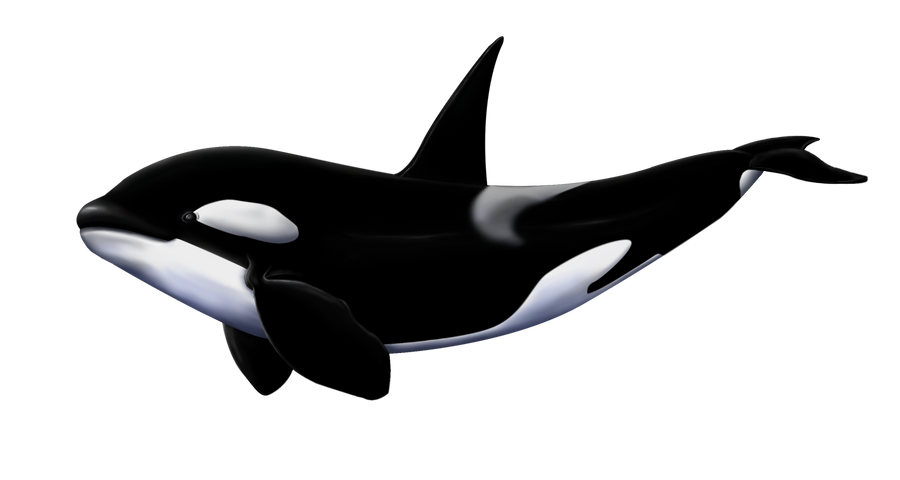 Orca by Seraphi91 on DeviantArt