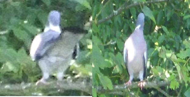 Crazy pigeons by Eddie-Lou-Fan on DeviantArt