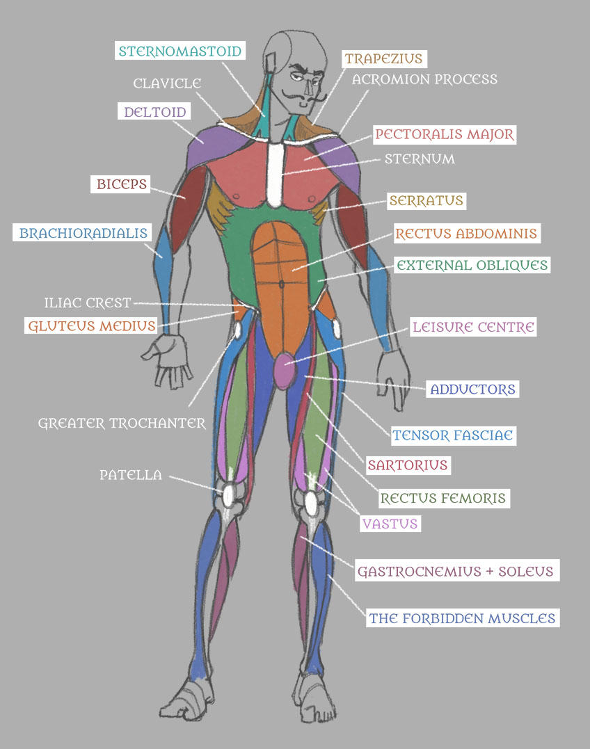 Human Anatomy Muscles With Labels By Pseudolonewolf On DeviantArt Human Anatomy Muscles With Labels By Pseudolonewolf On DeviantArt