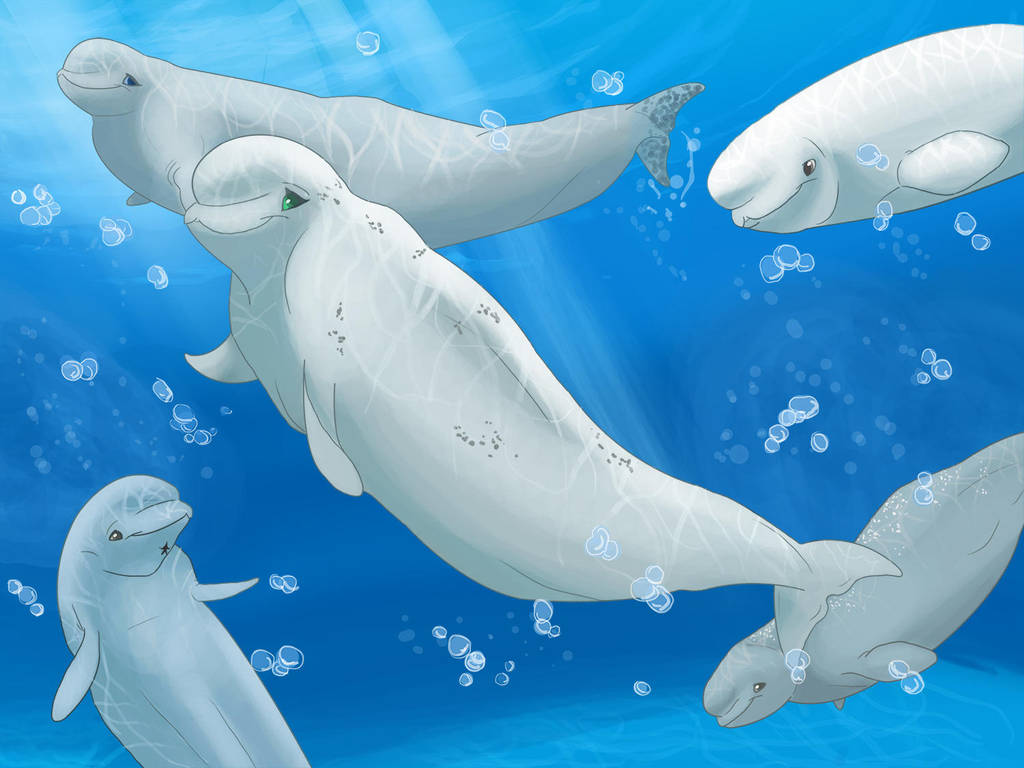 Beluga Bay by AkelahNaih on DeviantArt
