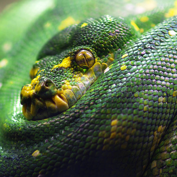 Kaa by SzandorDuBois on DeviantArt