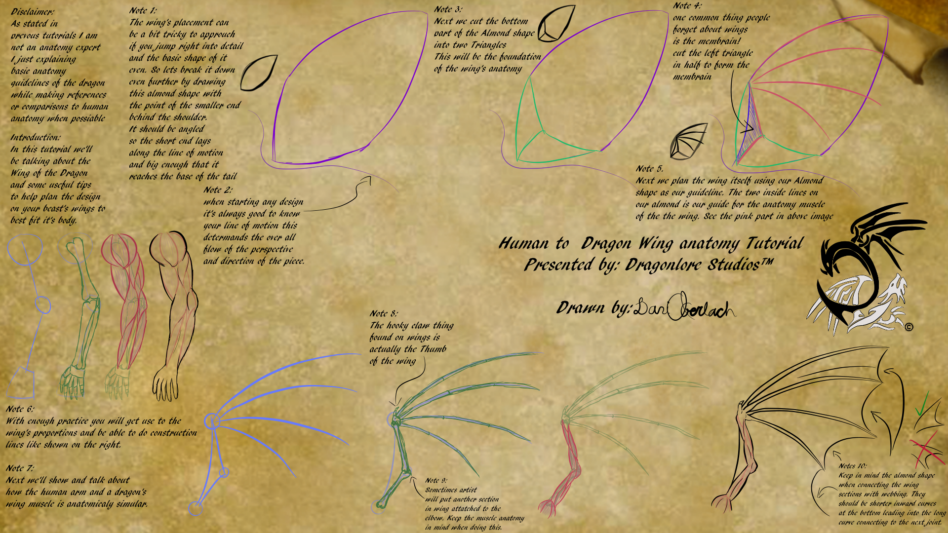 Human to Dragon Wing Anatomy Tutorial by DragonLoreStudios on DeviantArt