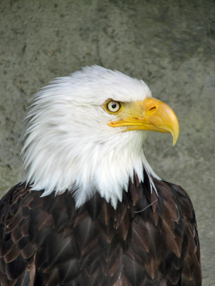 Bold Eagle by DuskDreamscapes on DeviantArt