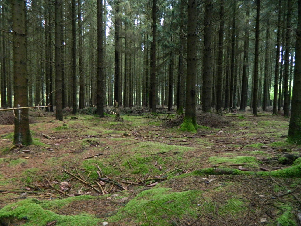 Ardennes Forest 1 by xKenren on DeviantArt