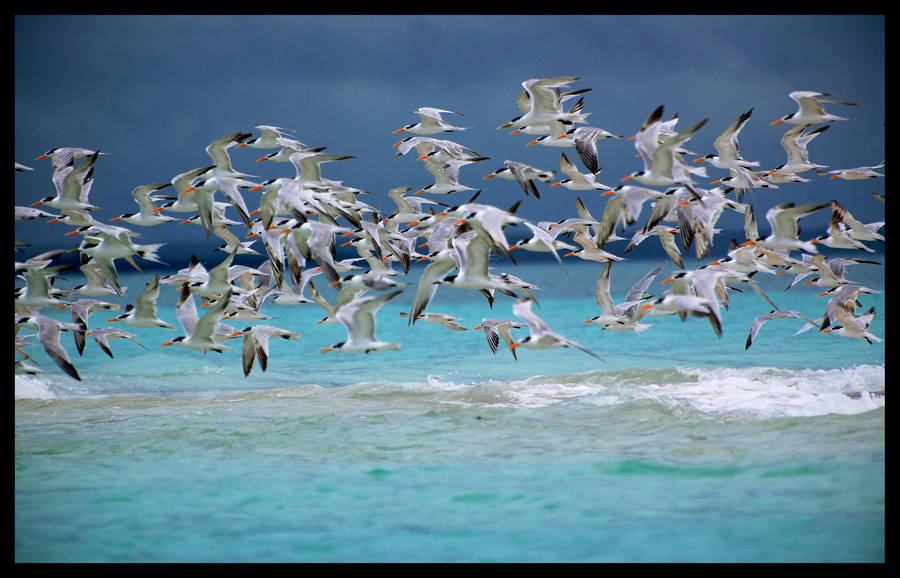 Zanzibar's birds by Zebebe on DeviantArt