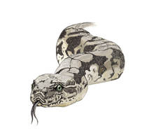 Shire Horse Stallion Sketch by Bonesy on DeviantArt