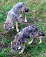 wolves mating by MarcoBranchi on DeviantArt