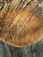 The Locust Queen Myrrah by CivilProtection-C17 on DeviantArt