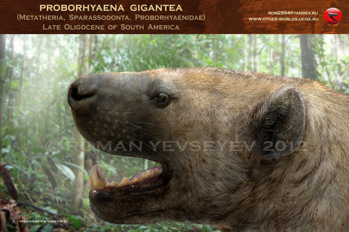 Proborhyaena gigantea head restoration by RomanYevseyev on DeviantArt