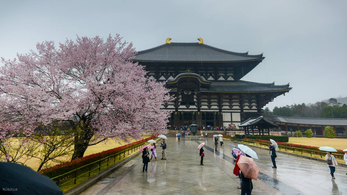 rainy sakura at Nara by Rikitza on DeviantArt