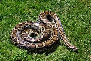Full Albino Corn Snake by Caloxort on DeviantArt