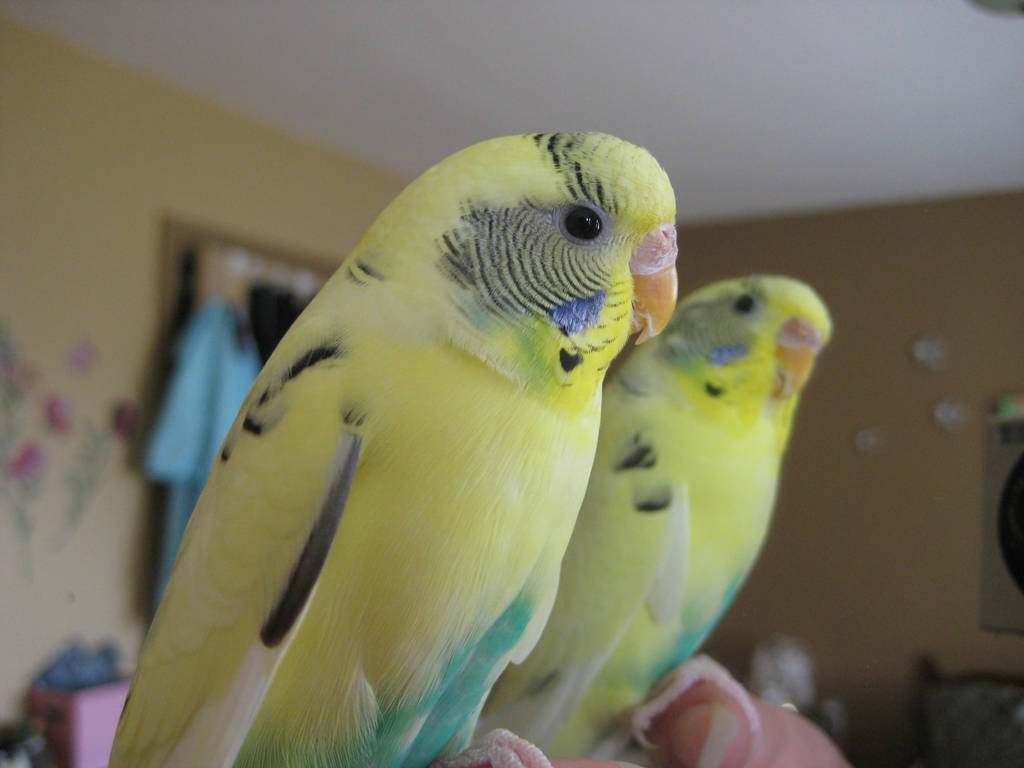 Mutation Spotlight - Recessive Pied by Budgieness on DeviantArt