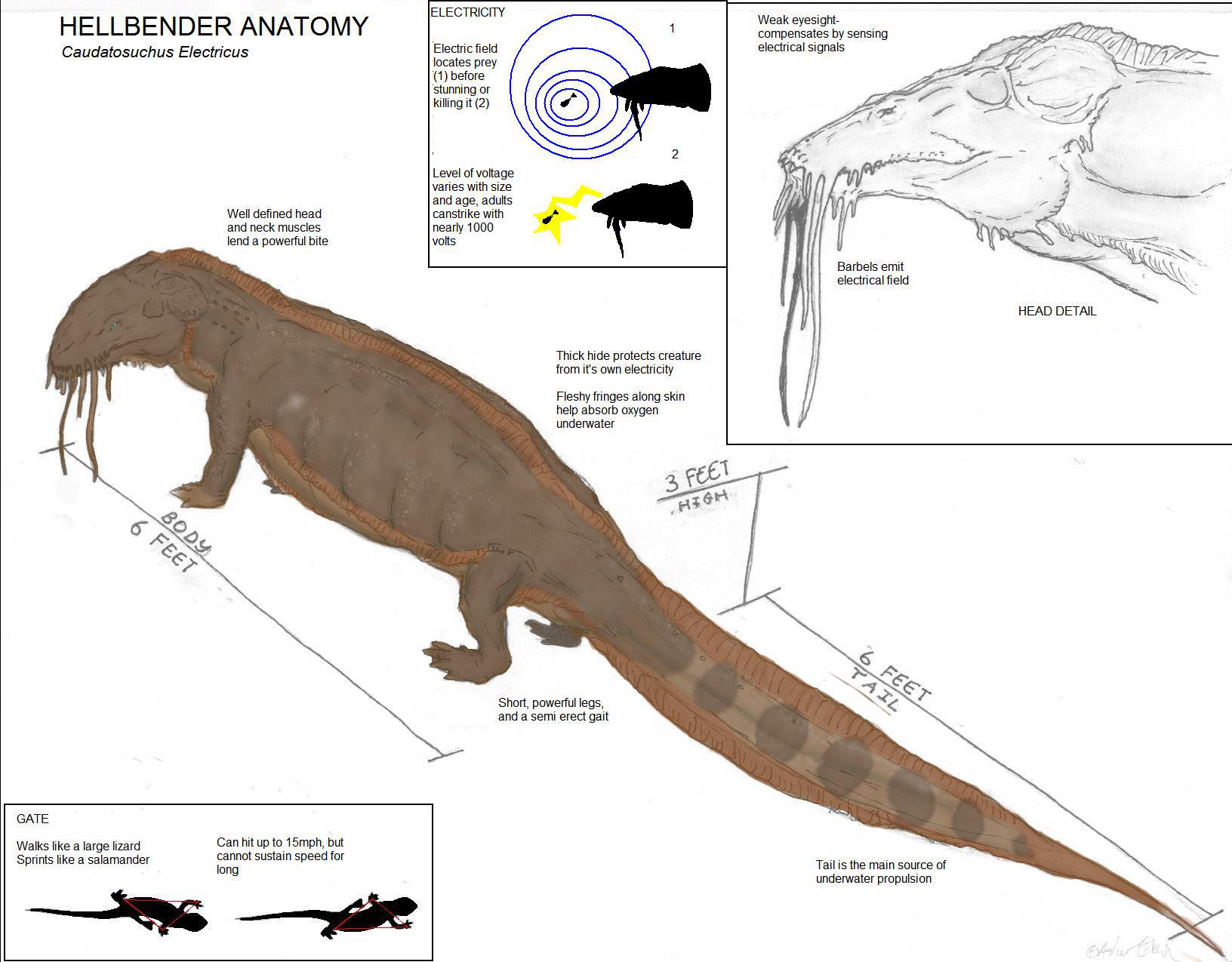Hellbender Anatomy by Ashere on DeviantArt