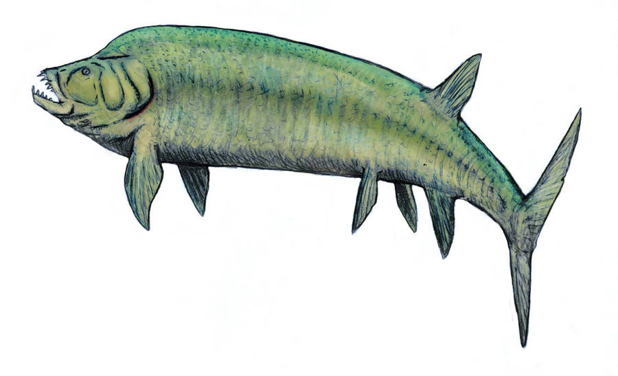 Xiphactinus Fish
