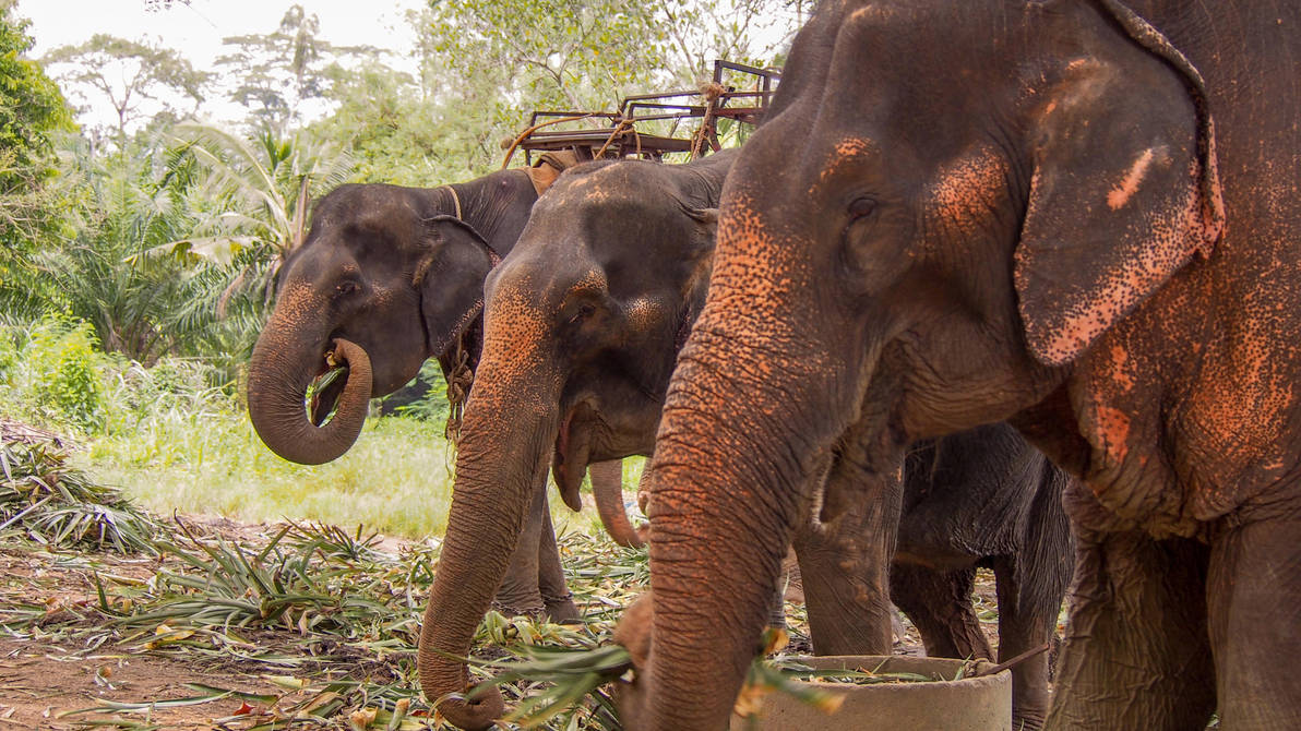 Elephants sharing a meal - Thailand [4162x2341] [OC] : r/Animals