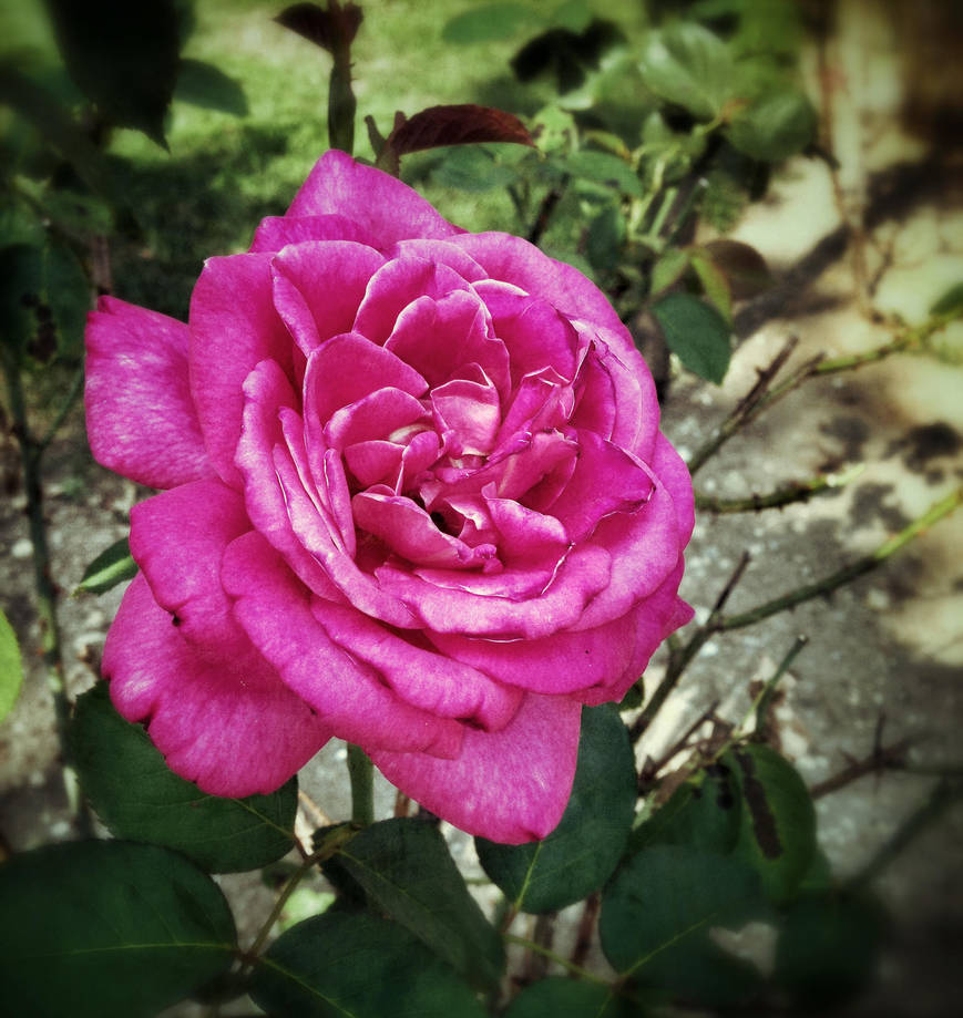Rose Brooklyn By Willsdarklady On Deviantart